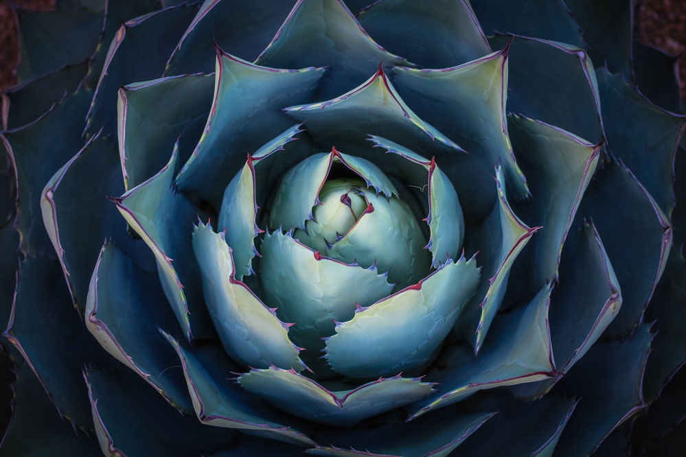 Art of Recovery | Healing Transitions